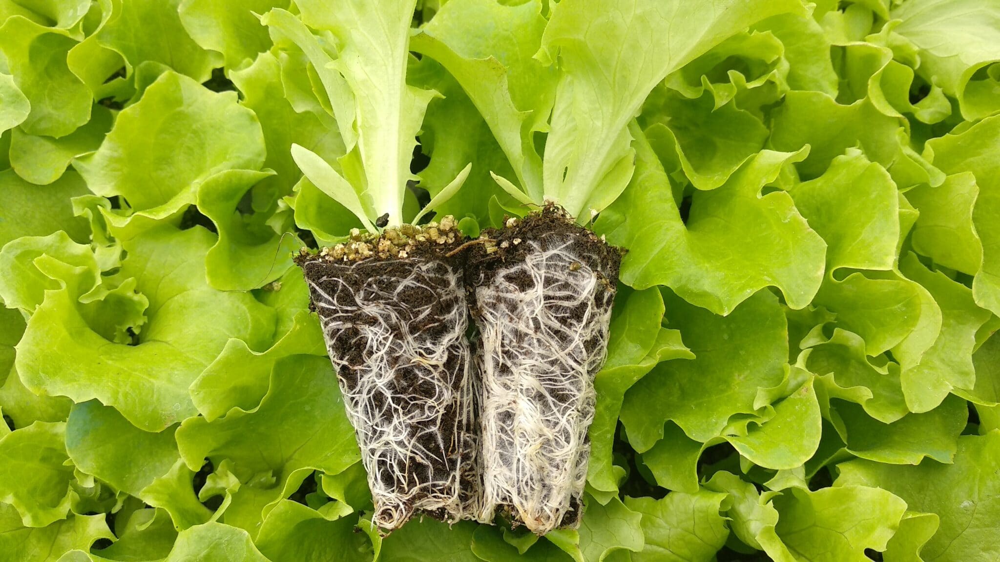 Μαρούλι – Albit Hellas & Cyprus